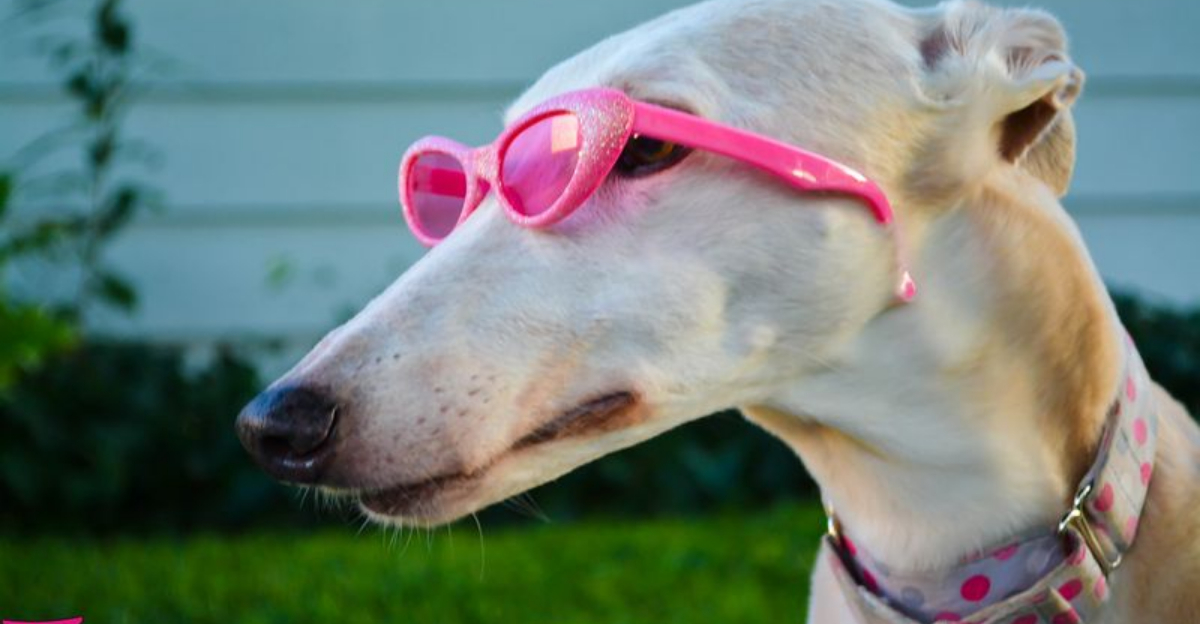 14 Dogs That Treat Every Goodbye Like the End of the World (And 6 That ...