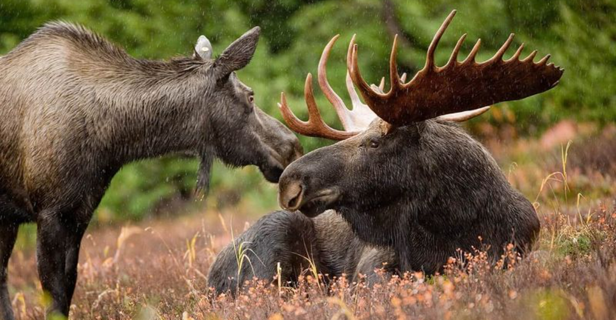 14 Facts About the Heaviest Moose Ever Measured in Alaska - Exploring ...