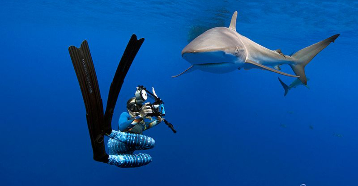 14 Fascinating Facts About the Elusive Galapagos Shark - Exploring Animals