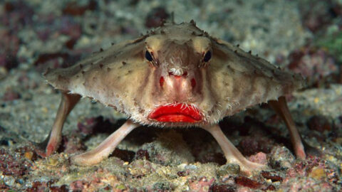 14 Fish Facts That Sound Fake—But Are Completely True - Exploring Animals