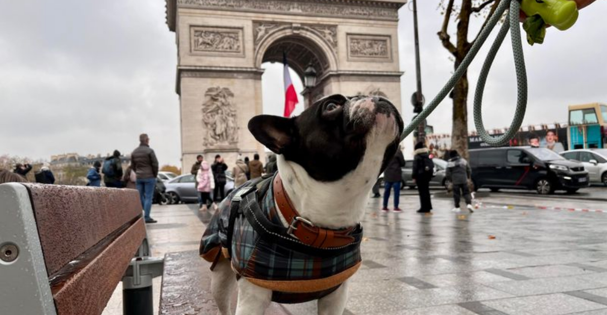 14 French Dog Breeds That Mix Chic Style With Spirited Attitude ...