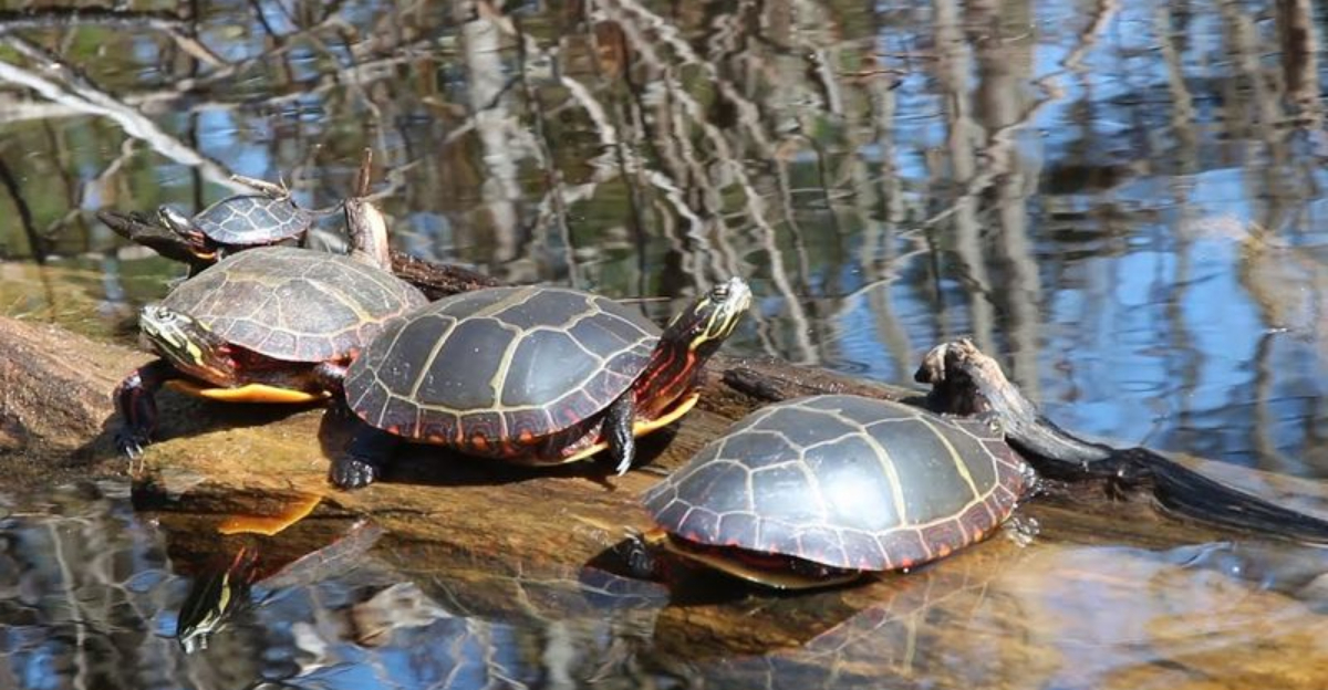 14 Fun Facts About Turtles That Might Surprise Even Longtime Reptile ...
