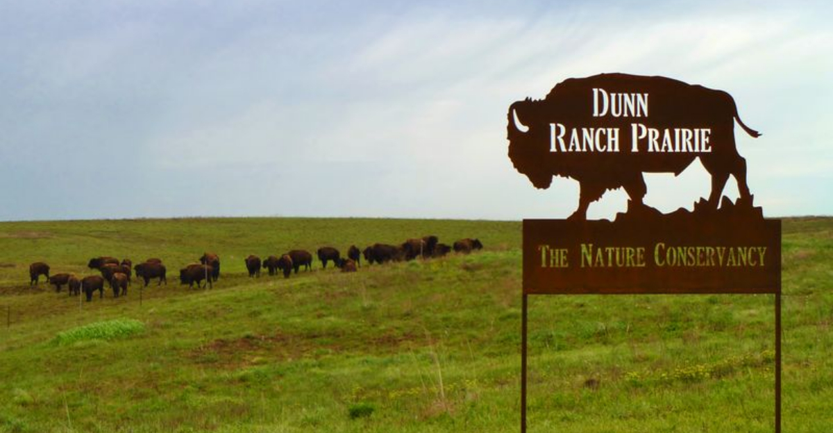 14 Grassland Animals Making Surprising Comebacks Through Regenerative ...