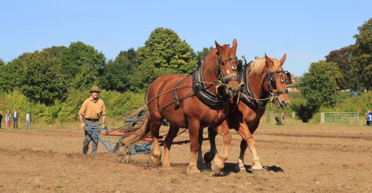 14 Horse Breeds That Almost Went Extinct in America (And Their ...