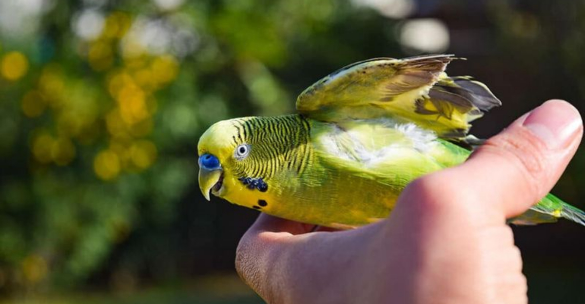 14 Key Differences Between Budgies and Parrotlets You Should Know ...