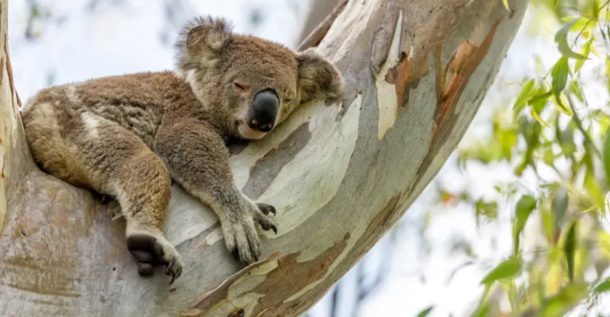 14 Mammals That Sleep More Than 18 Hours a Day (And How They Survive on ...
