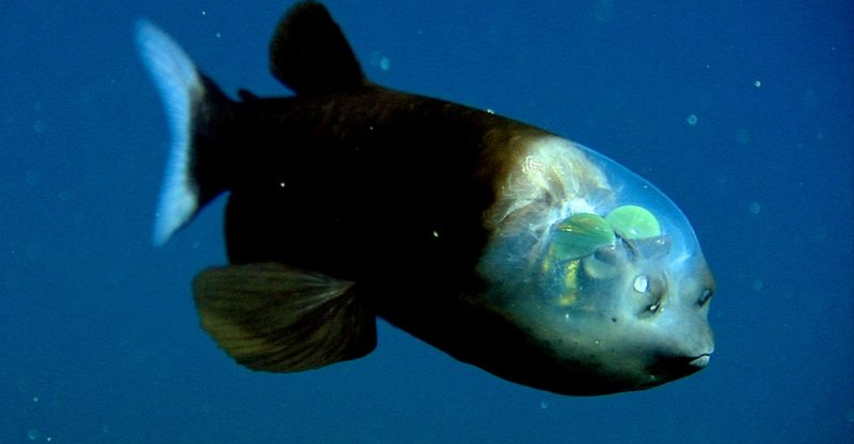 14 Mysterious Deep-Sea Creatures Discovered Off U.S. Coasts - Exploring ...