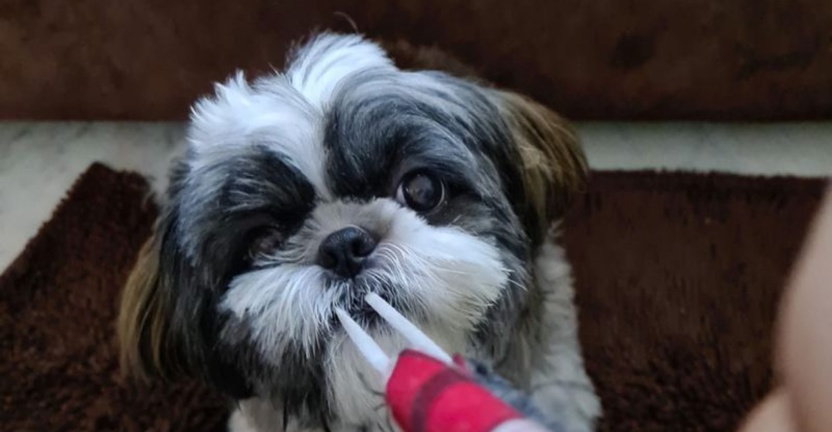 14 Pros and Cons of Owning a Shih Tzu You Should Know - Exploring Animals