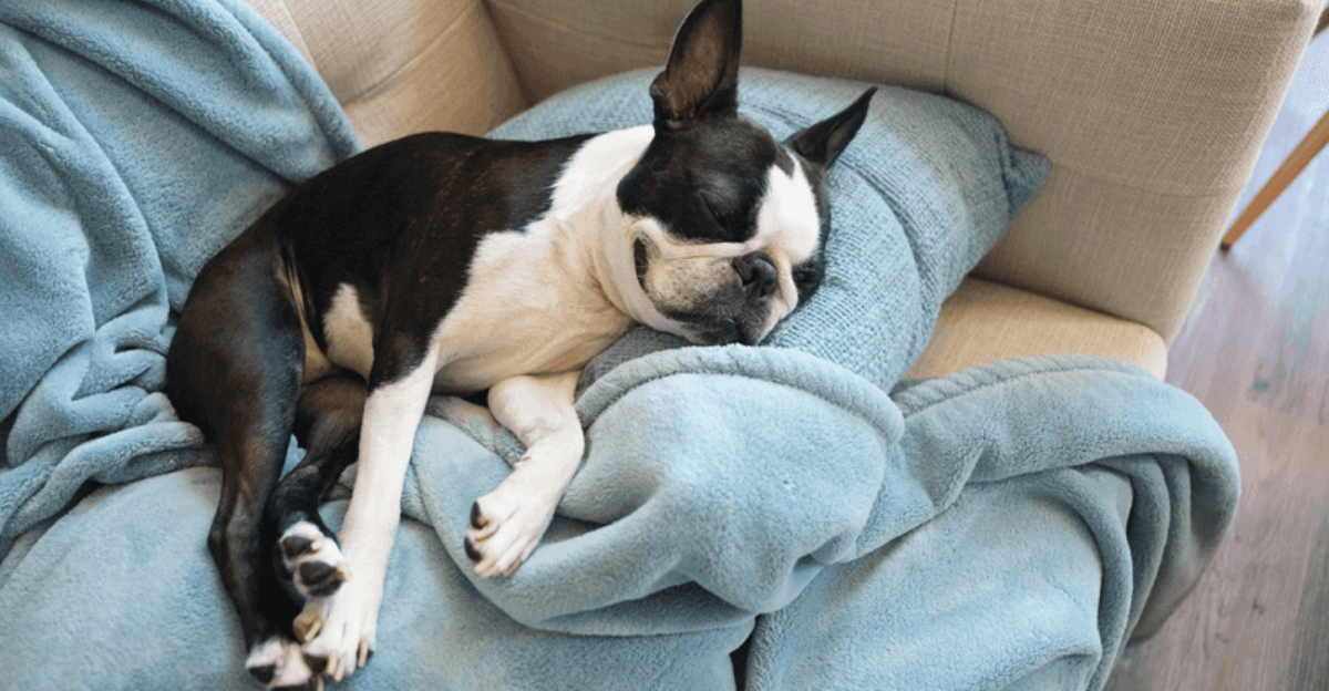 14 Reasons Boston Terriers Are the Perfect Fit for Apartment Life ...