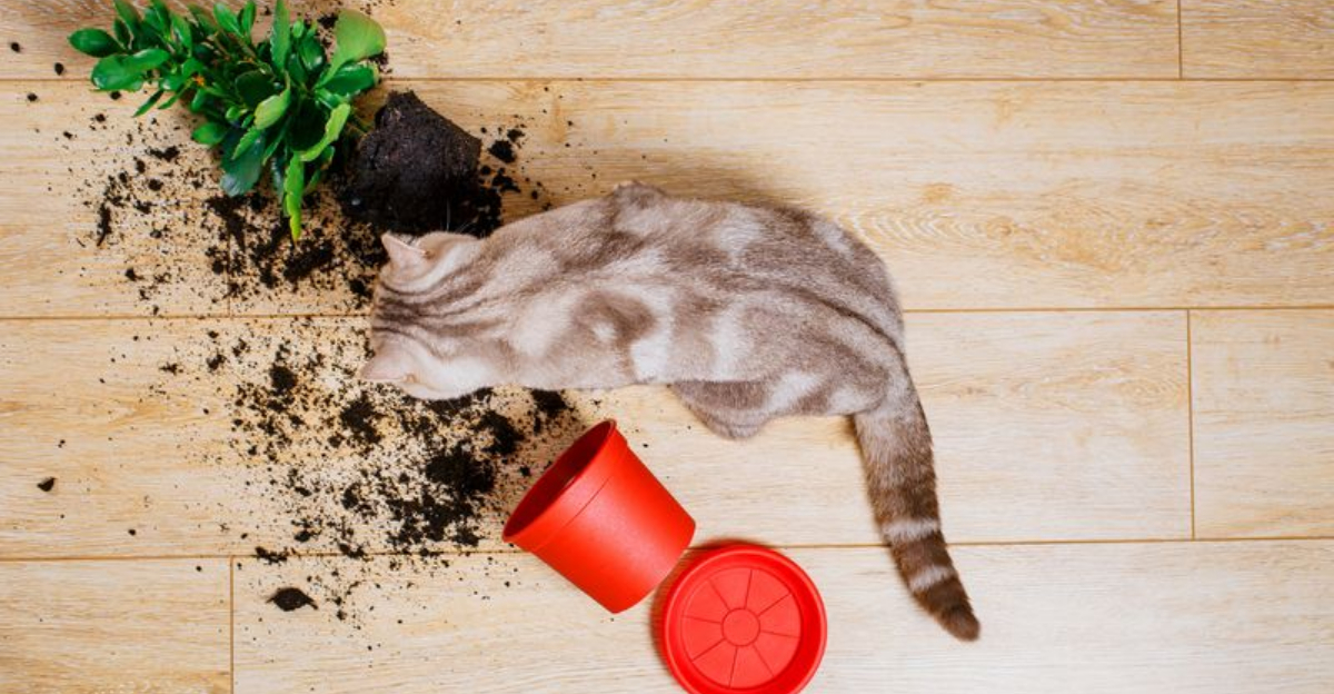 14 Signs Your Cat Is Plotting Something (And How to Stay One Step Ahead ...