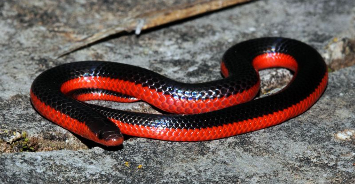 14 Tiny Snakes in America That Could Curl Inside a Bottle Cap ...