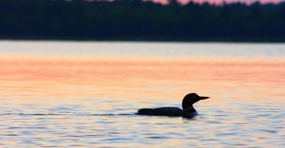 14 U.S. Lakes Where Loons Still Call at Sunset - Exploring Animals