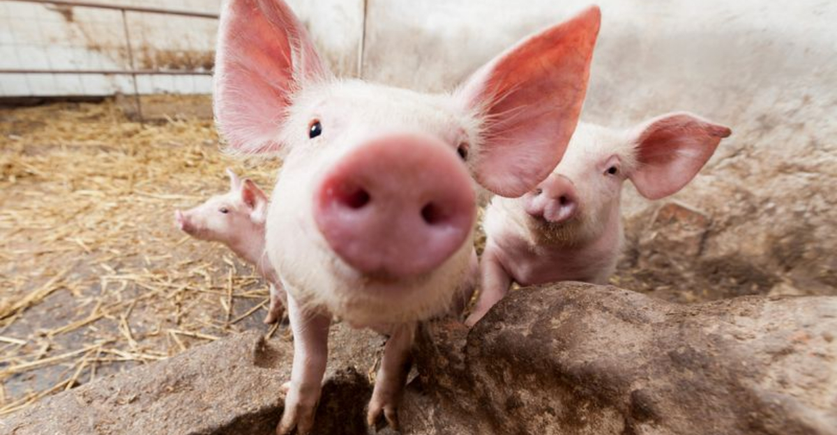 14 Unmistakable Signs That Animals Feel Pure Happiness - Exploring Animals