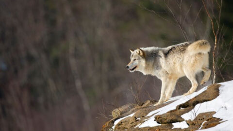 14 Wolf Subspecies That Once Roamed Across North America - Exploring ...
