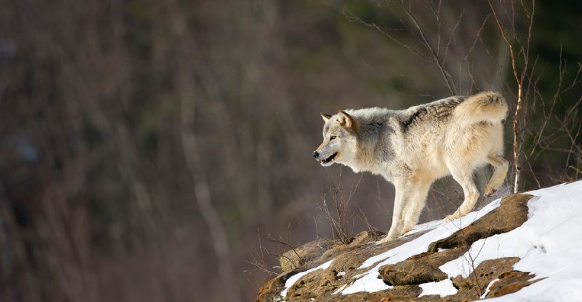 14 Wolf Subspecies That Once Roamed Across North America - Exploring ...