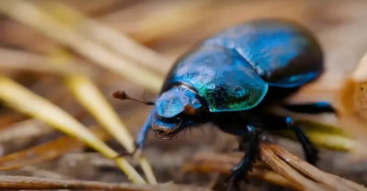 15 Animals That Symbolize Luck - Exploring Animals