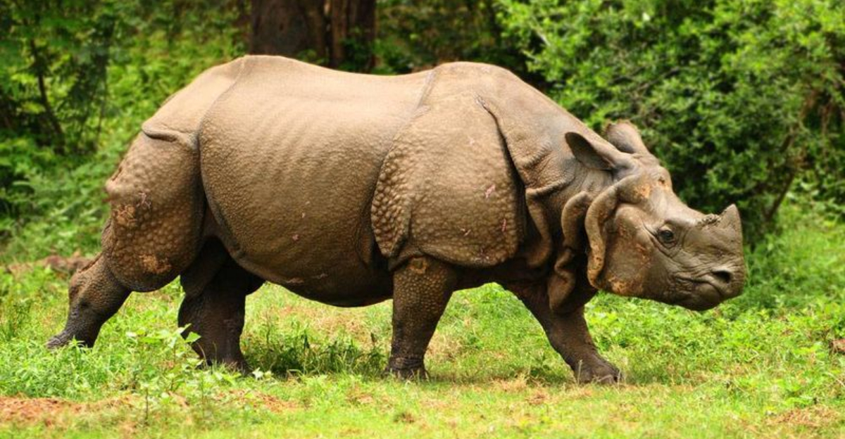 15 Animals With a Single Horn That Inspired the Unicorn Legend ...