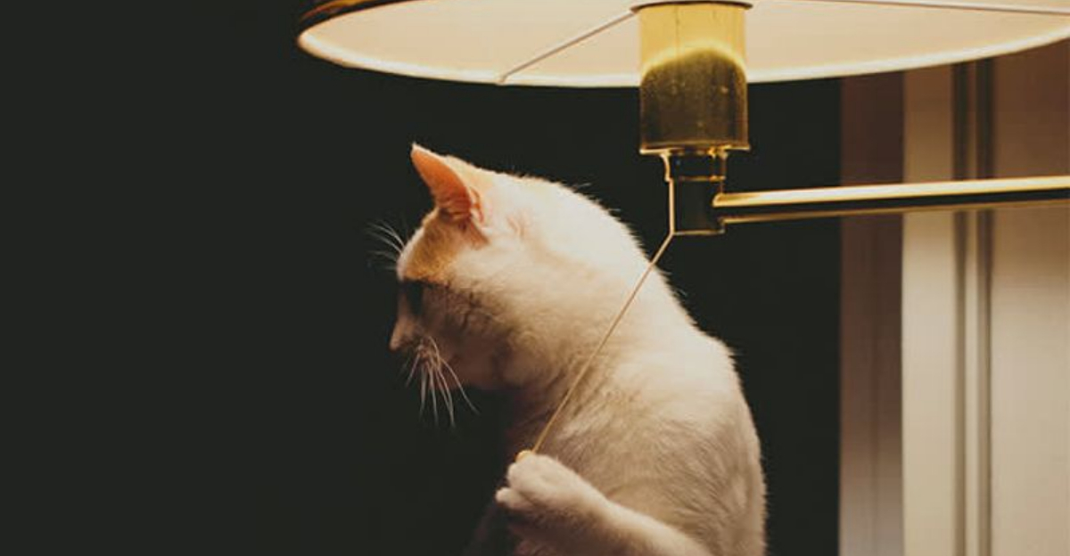 15 Behavior Changes in Cats You Should Never Ignore - Exploring Animals