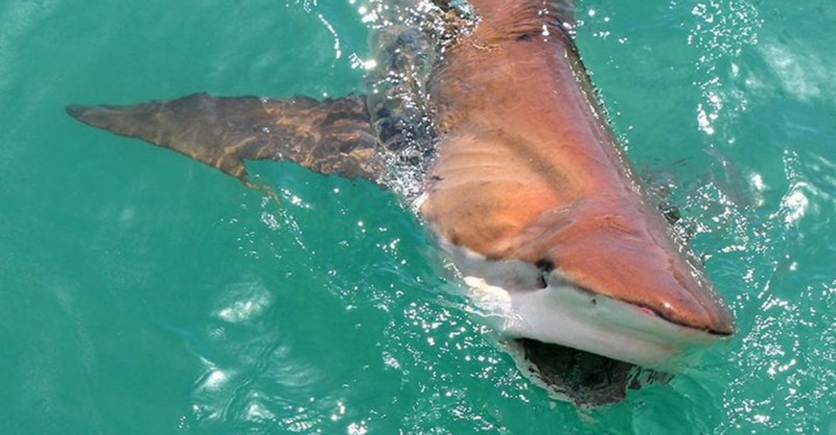15 Bronze Whaler Shark Facts That Might Surprise You - Exploring Animals