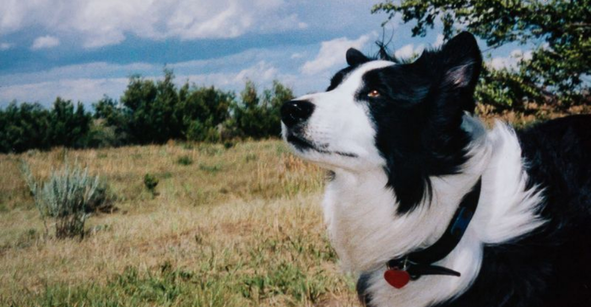 15 Dog Breeds That Can Sense a Thunderstorm Before It Hits - Exploring ...