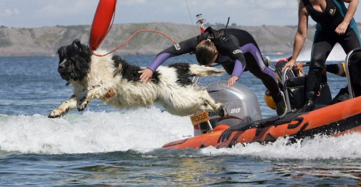 15 Dog Breeds That Excel at Search and Rescue (And the 5 That Fail ...