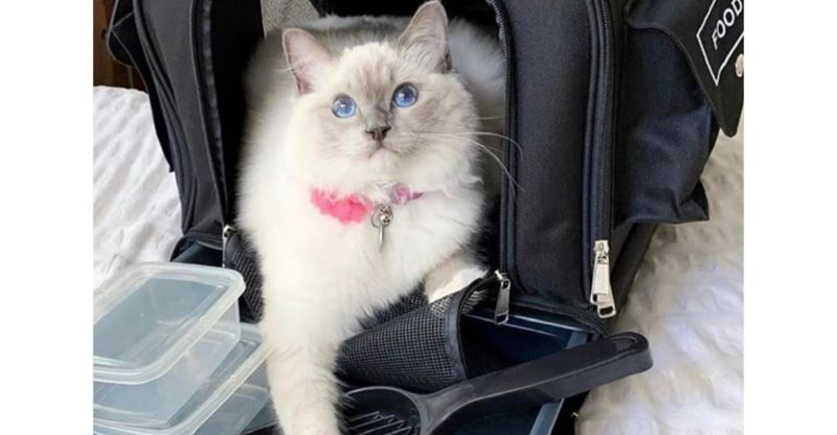 15 Essential Items Every Cat Owner Should Have for Emergencies ...