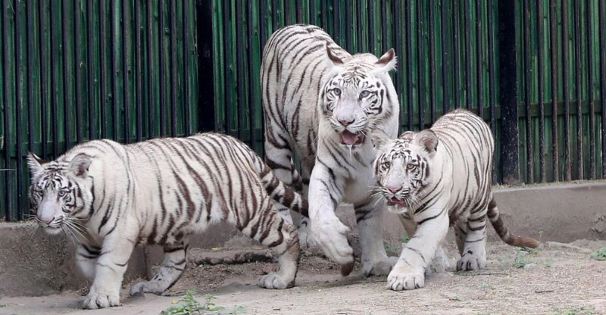 15 Facts About White Tigers (None Have Been Seen in the Wild for 50 ...