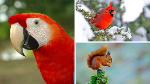 15 Fiery Red Animals That Stand Out in Every Corner of the Wild ...