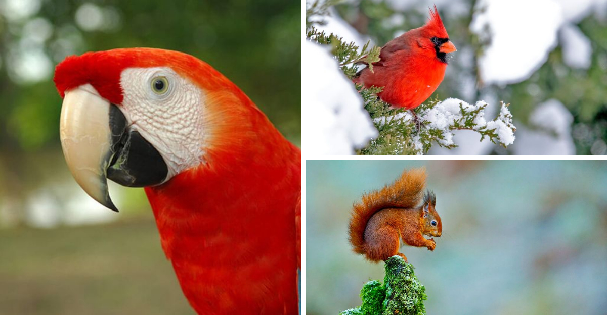 15 Fiery Red Animals That Stand Out in Every Corner of the Wild ...