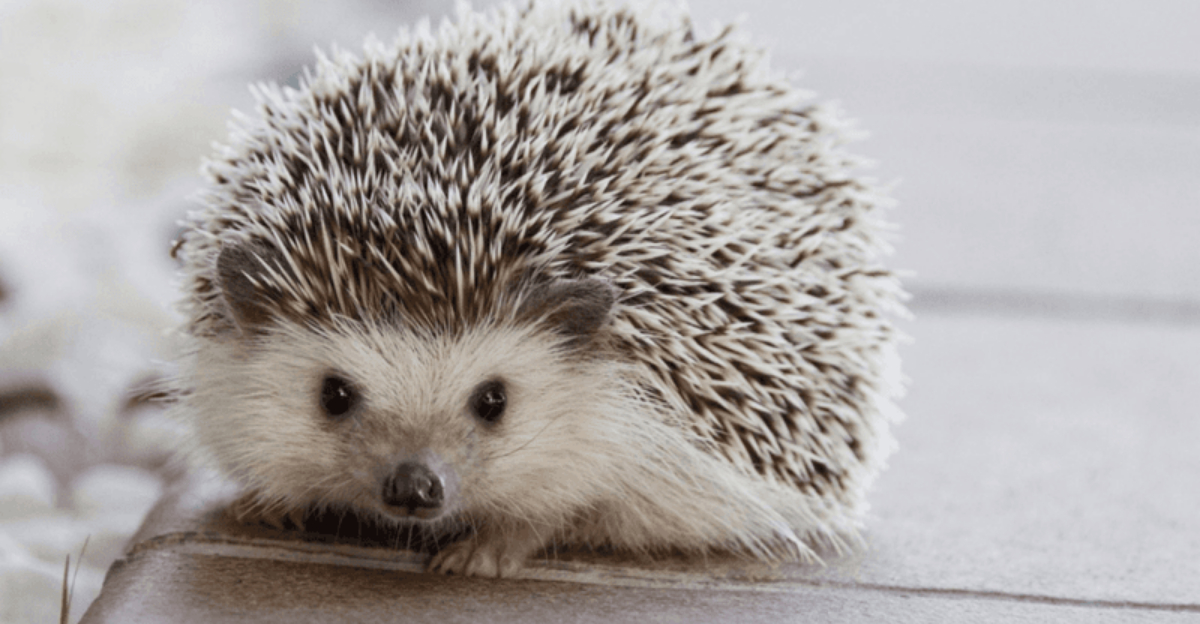 15 Fun Facts About Hedgehogs That’ll Make You Want One as a Pet (Or ...