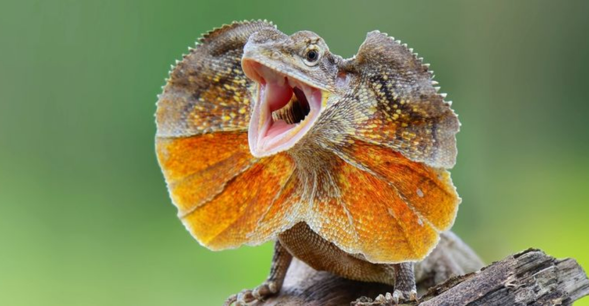 15 Goofy-Looking Animals That Will Make Kids Laugh Out Loud - Exploring ...