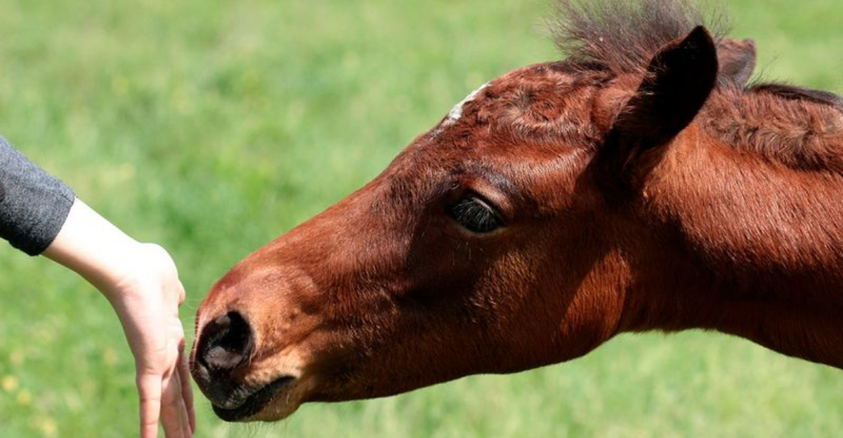 15 Horse Body Language Signs That Reveal What They Really Think of You ...