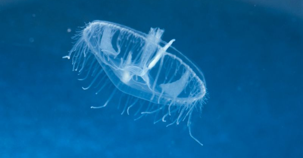 15 Incredible Details About Freshwater Jellyfish That Thrive Outside ...