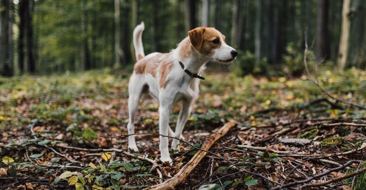 15 Little-Known Facts About How Dogs Experience the World - Exploring ...