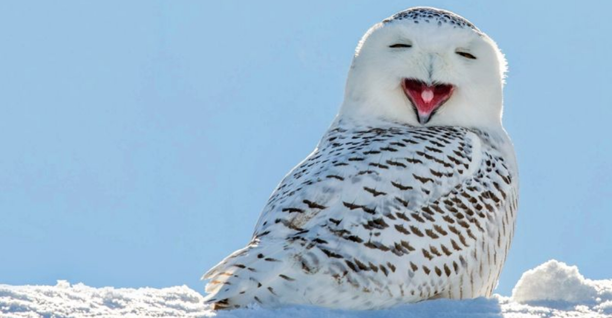 15 Must-See Animals Thriving in America’s Coldest Places - Exploring ...