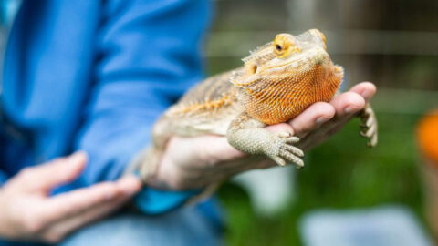 15 Pet Choices Women Make After Divorce That Transform Their Lives ...