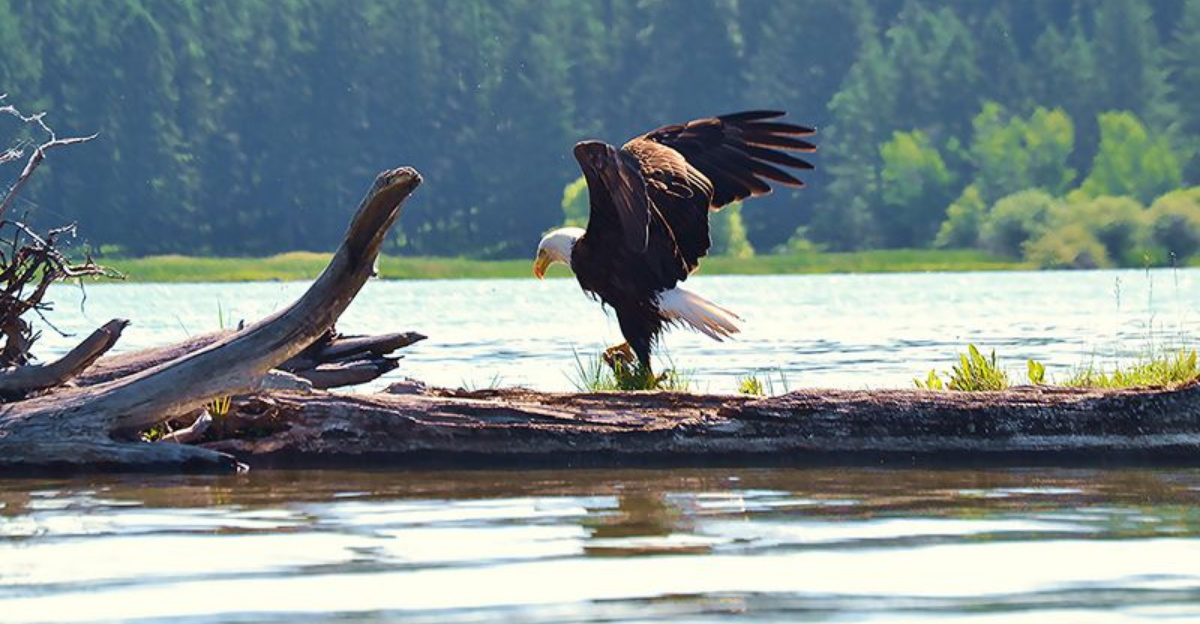 15 Quiet Lakes Where You Might Catch a Glimpse of a Bald Eagle Nesting ...