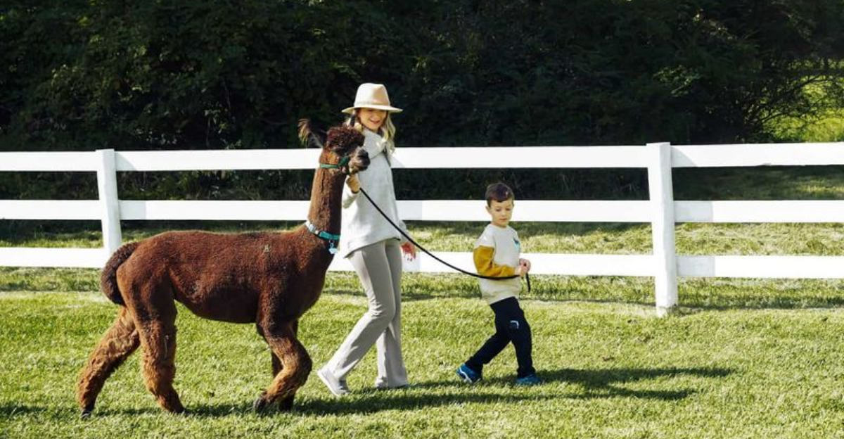15 Reasons Why Alpacas Make Excellent Backyard Companions - Exploring ...