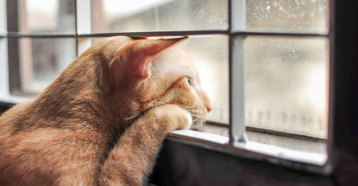 15 Red Flags That Reveal a Bad Cat Owner - Exploring Animals