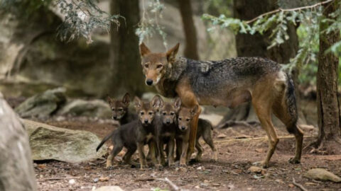 15 Red Wolf Behaviors That Differentiate Them From Their Coyote Cousins - Exploring Animals