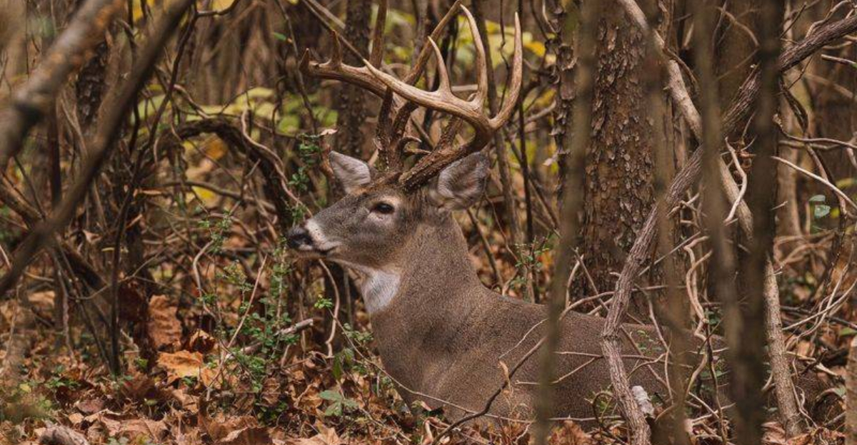 15 Remarkable Ways Deer Adapt Their Behavior During Hunting Season ...