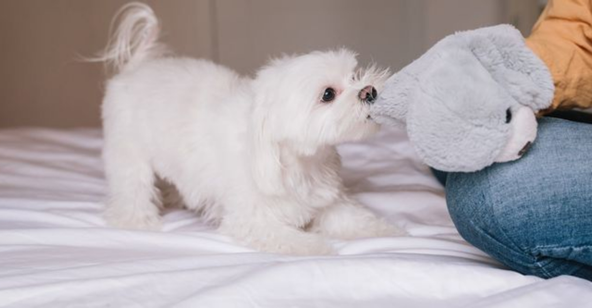 15 Signs Your Maltese Was Born to Be a Lap Dog - Exploring Animals