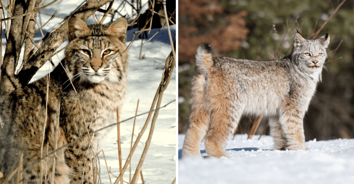 15 Surprising Differences Between Canada Lynxes and Bobcats - Exploring ...