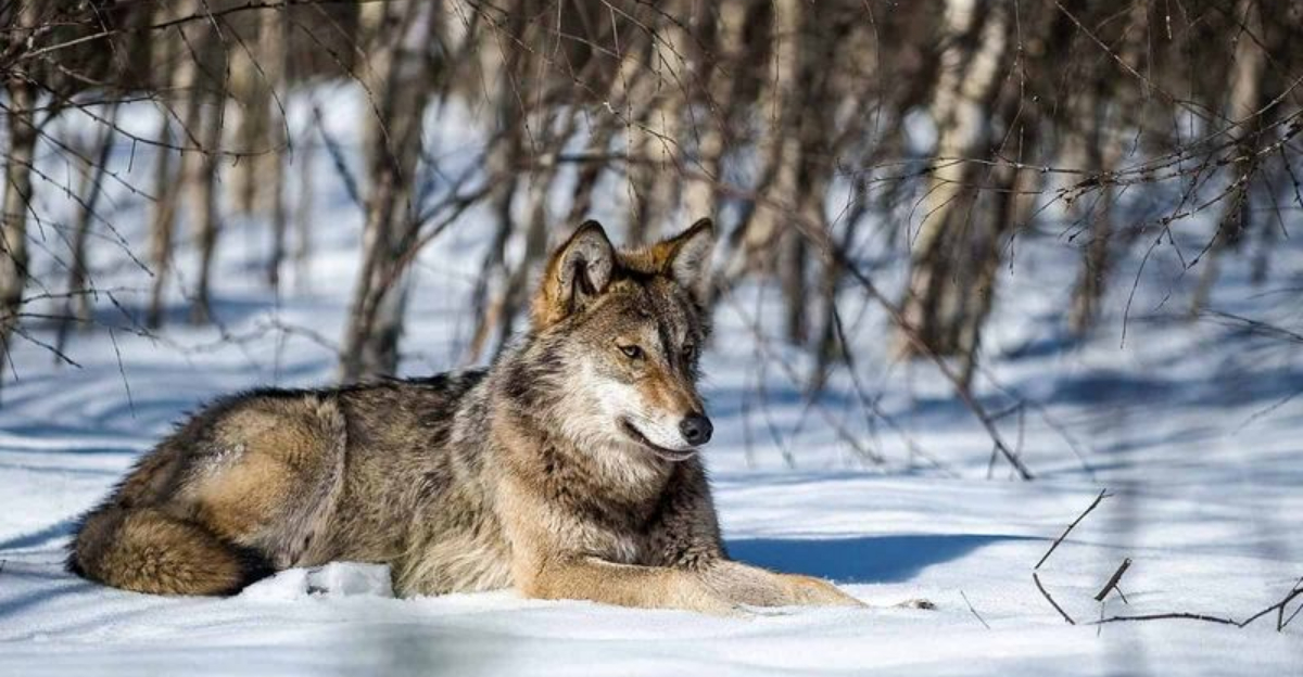 15 Surprising Facts About Italy’s Native Wolf Species - Exploring Animals
