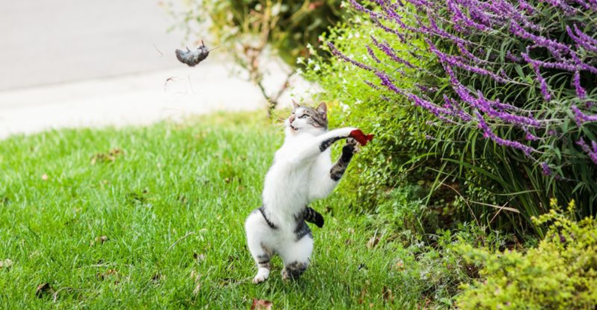15 Things Your Cat Does That Are Actually Ancient Instincts - Exploring ...