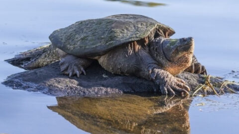 15 Wild Facts About Snapping Turtles That Prove They’re Nature’s Tank ...