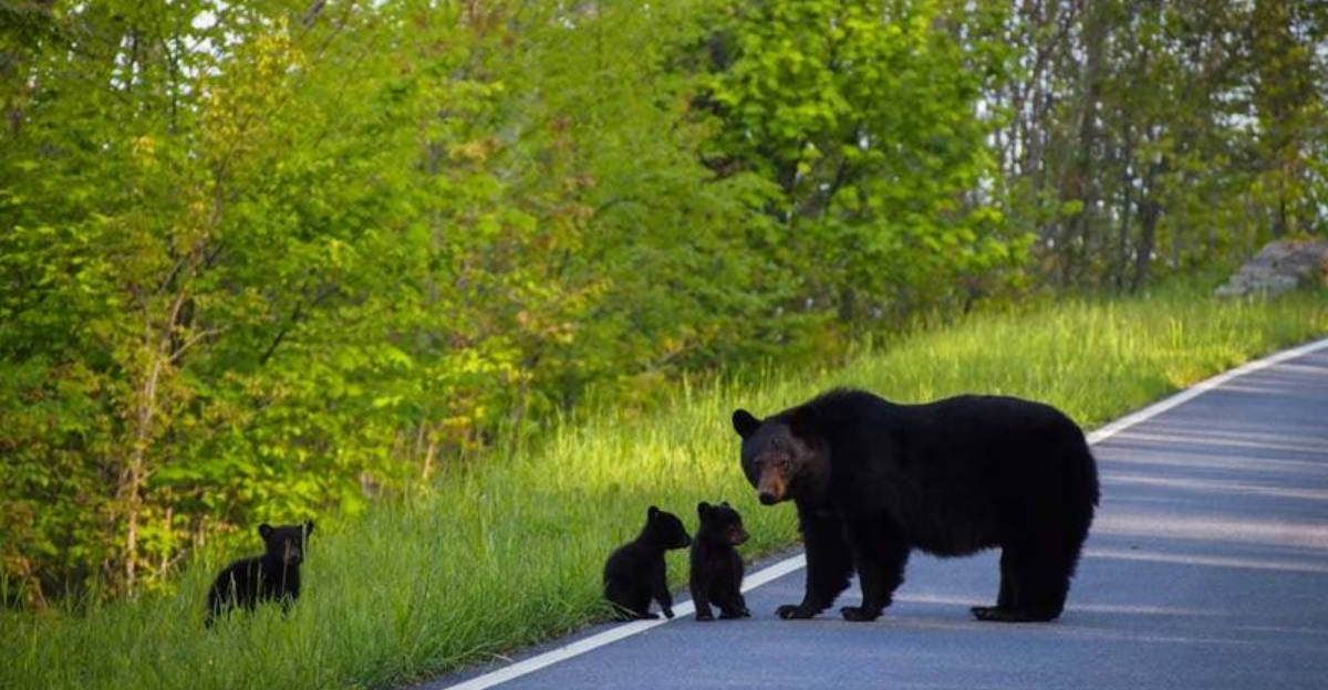 16 American National Parks Where You're Most Likely to See Bears ...