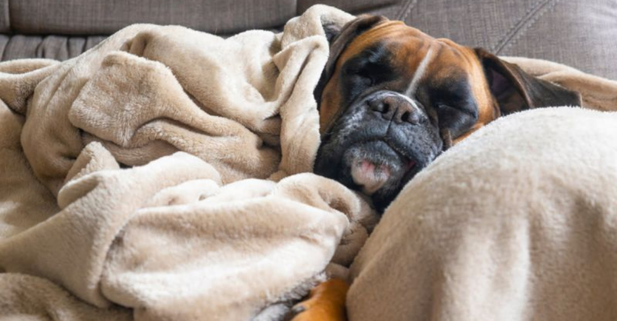16 Athletic Dogs That Are Shockingly Lazy at Heart - Exploring Animals