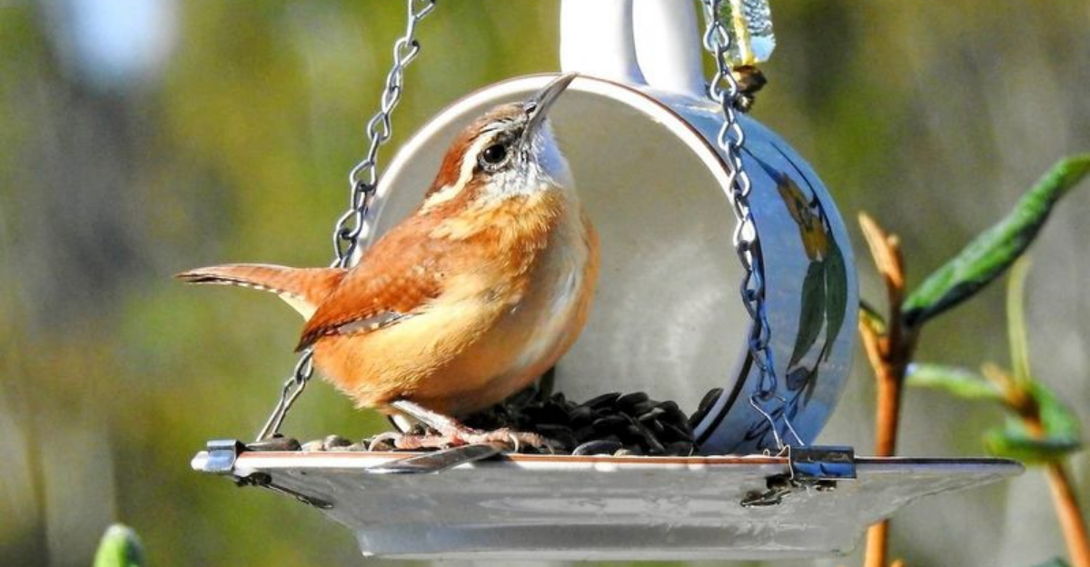 16 Backyard Birds That Are Easy to Attract with Feeders - Exploring Animals
