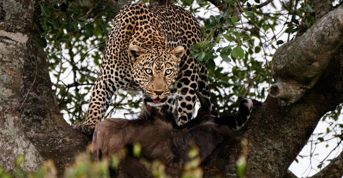 16 Big Cats Powerful Enough to Hunt Animals Twice Their Size ...